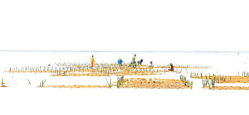 לקט | רוני בן שמחון | האומנים שלנו | גלריית תמונות הדני | Hadani ...